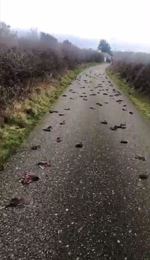 Hundreds of dead birds mysteriously fall from the sky in North Wales ...