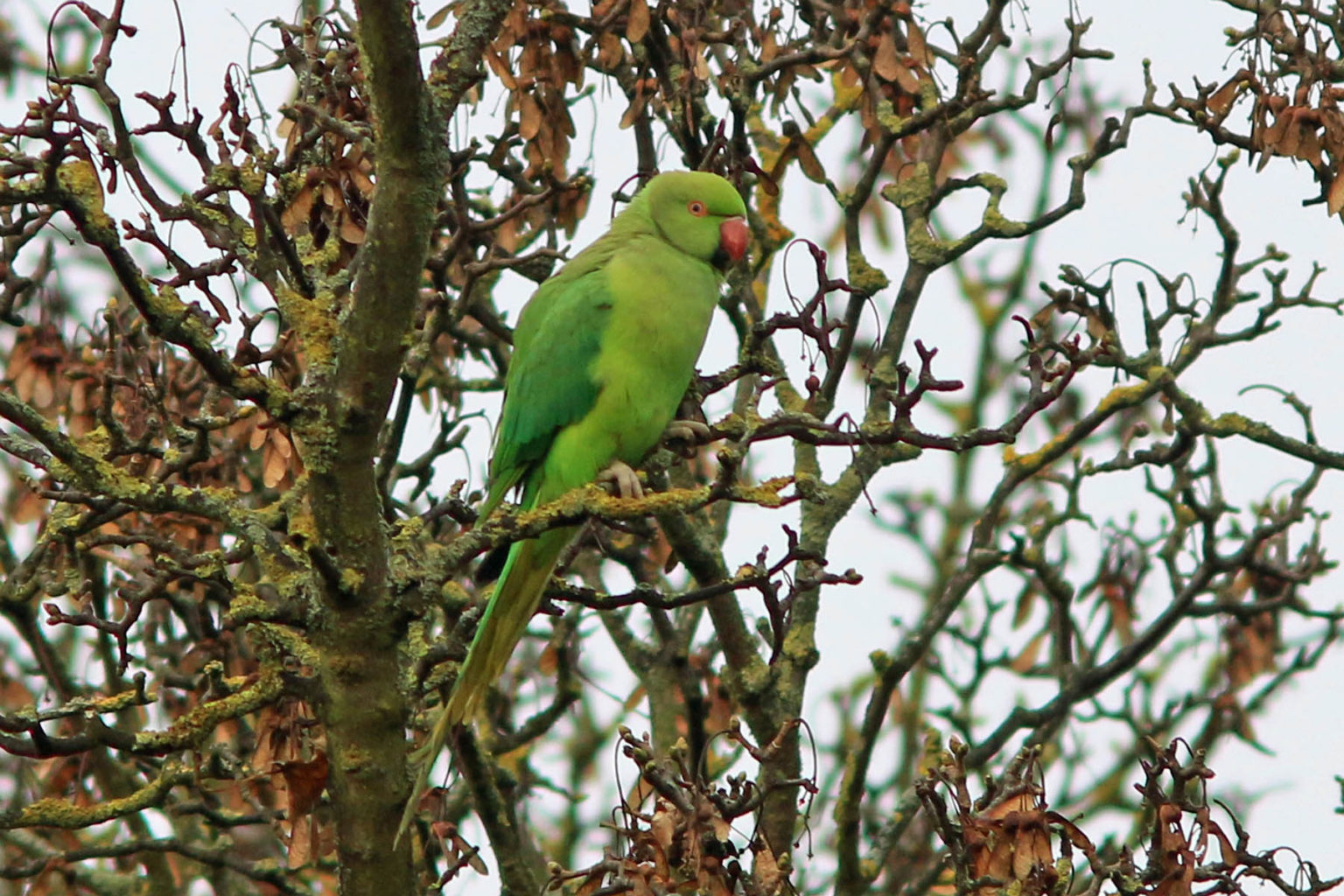 The mysterious tale of the parrots of South Manchester - Proper Manchester