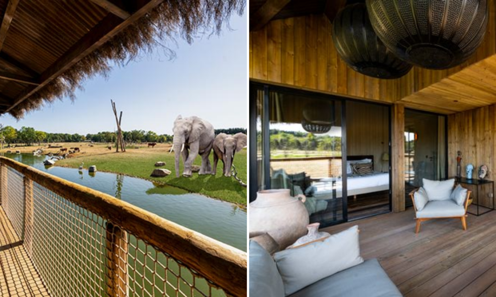 Chester Zoo is doing a live online tour of the tigers, bears and ...