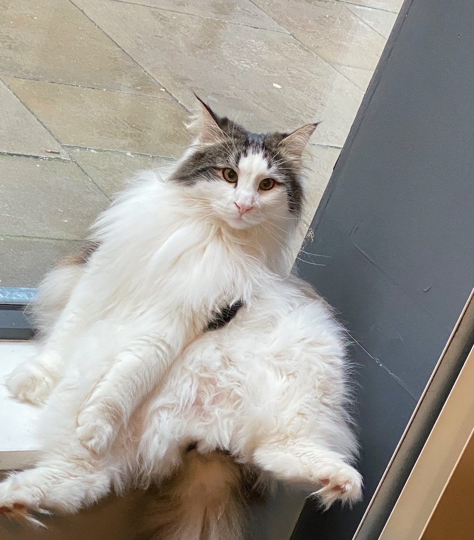 A GoFundMe for the Cat Cafe has been set up to save the beloved ...