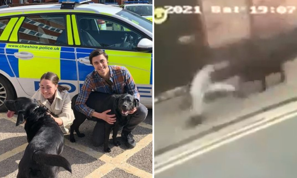 Dog thief who stole two black labradors outside M&S has now been jailed ...