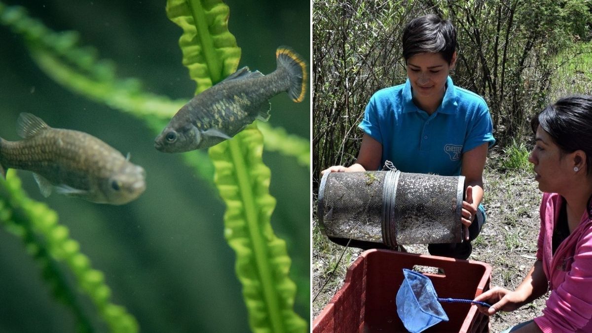 Fish species brought back from extinction with help from Chester Zoo
