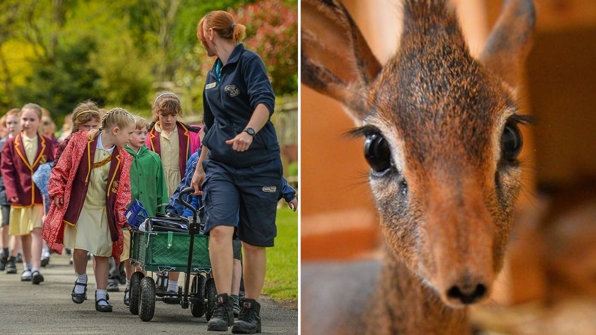 School children can now visit Chester Zoo for free