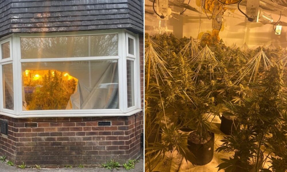 Man arrested after police spot cannabis farm through front window