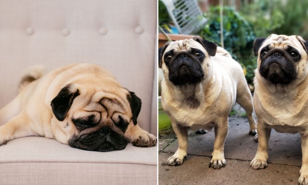 Pugs aren't 'typical dogs' and people shouldn't buy them, expert warns