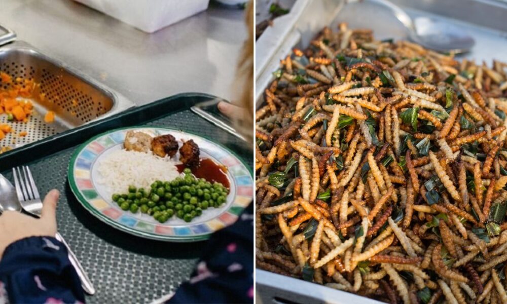 Primary school pupils to be fed insects as part of 'alternative protein ...
