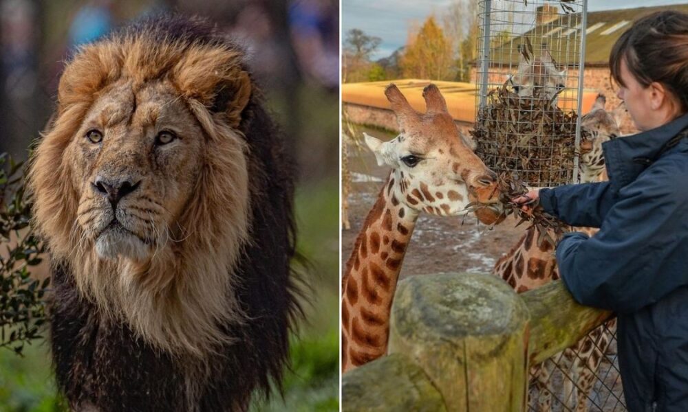 Chester Zoo crowned best large visitor attraction in England