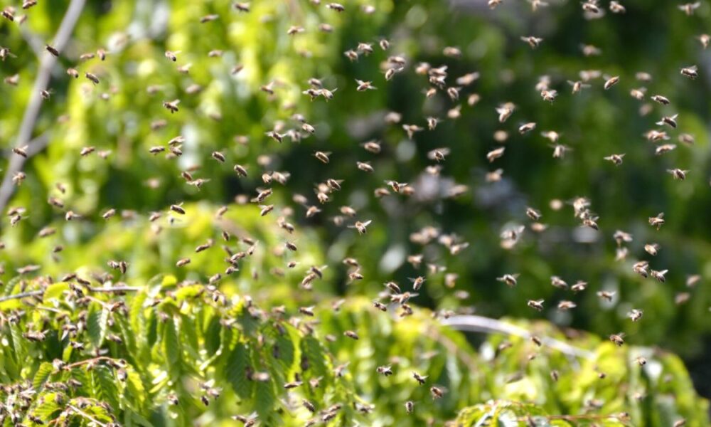 The future of Mother Macs: How the iconic Northern Quarter boozer is ...