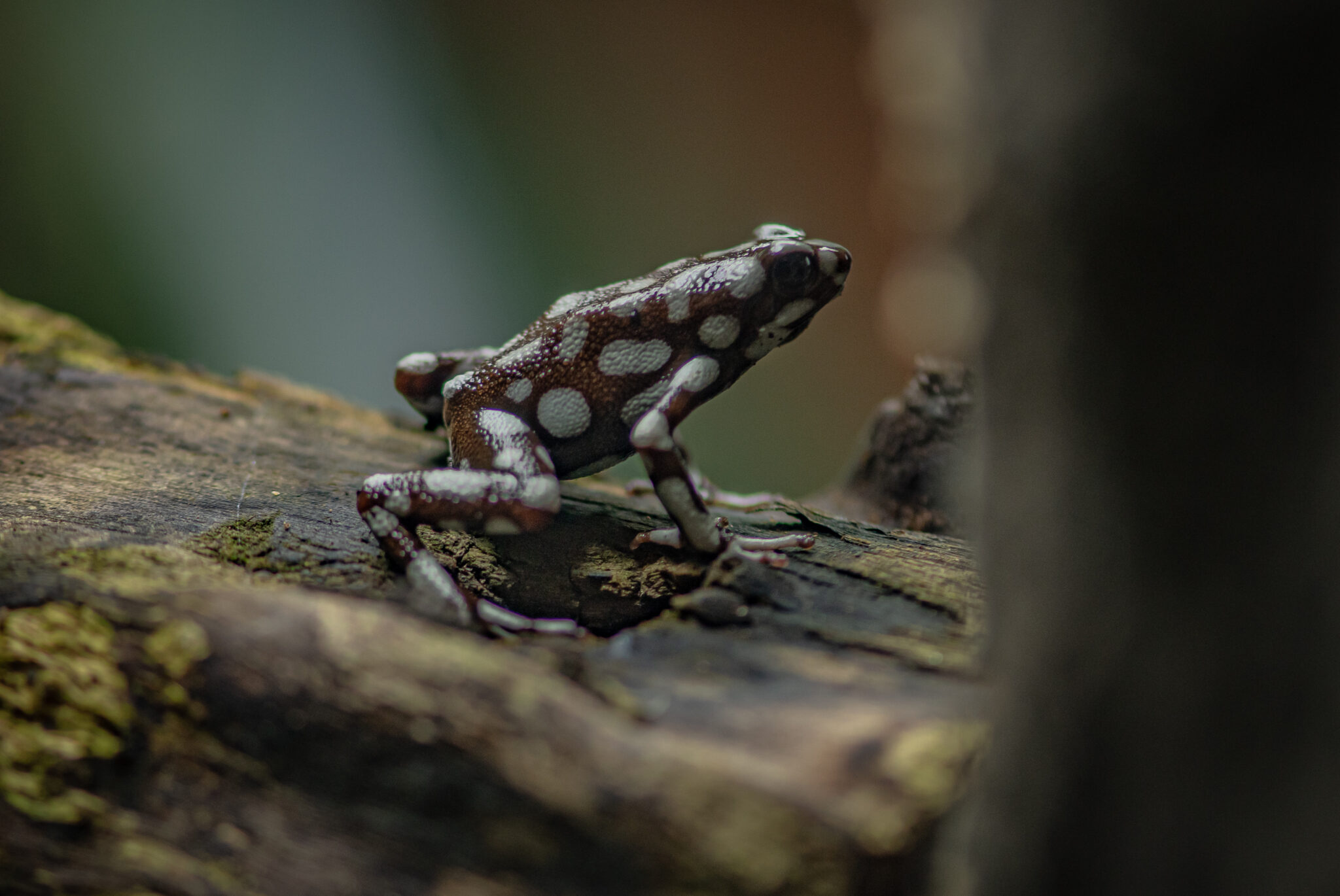 World's biggest Greggs set to open in Primark with clothing collaboration