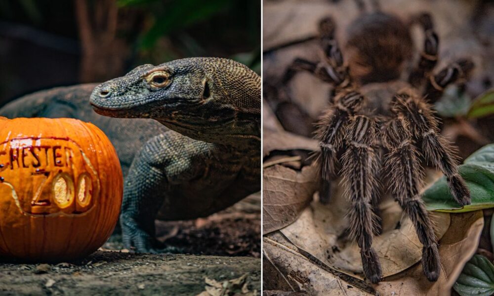 Chester Zoo launches Halloween trail with spiders and snakes